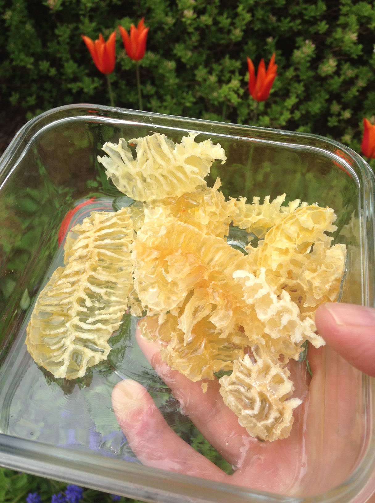 Rogue potatoes and bee transplants | kalegrower