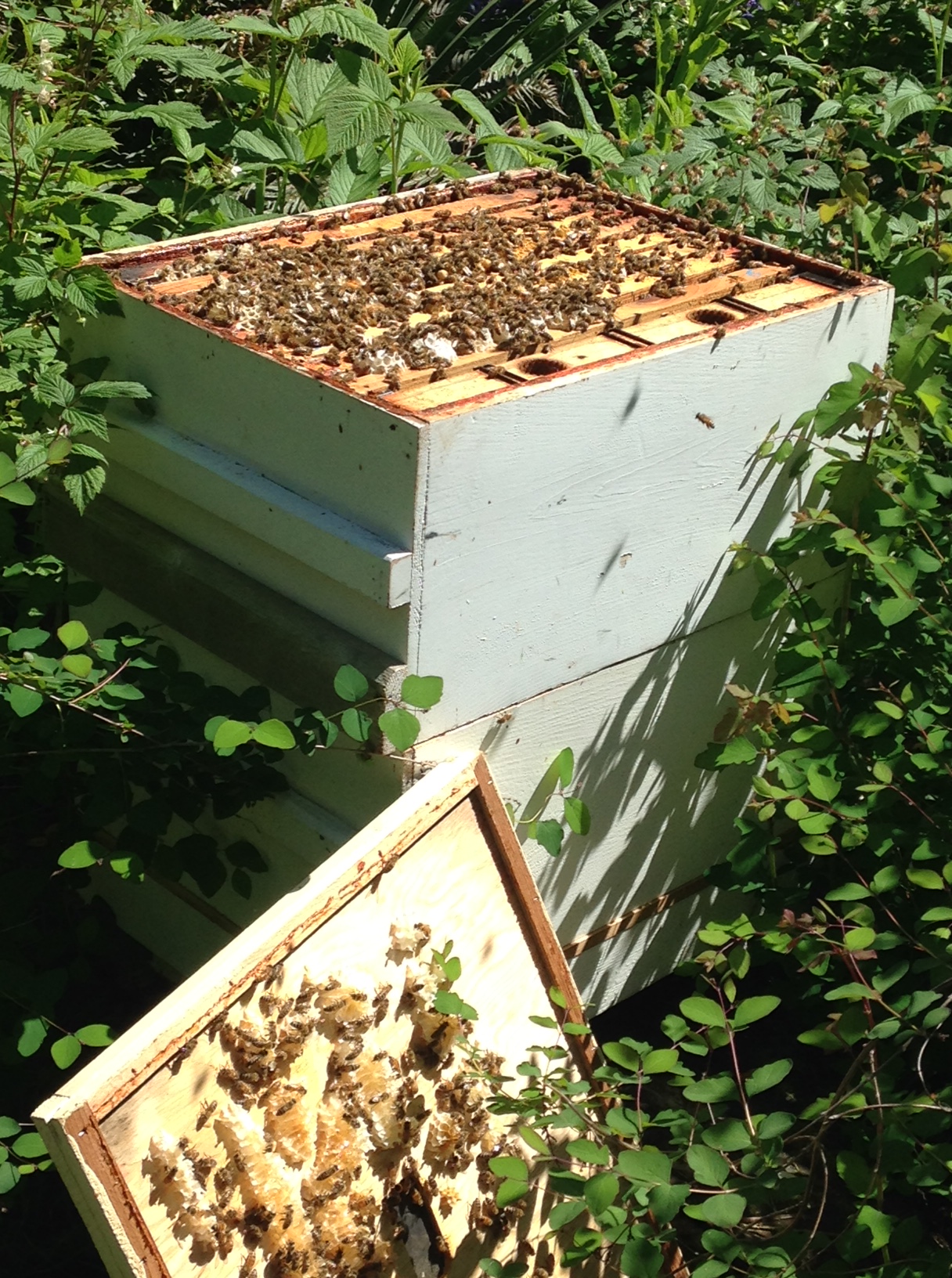 Rogue potatoes and bee transplants | kalegrower