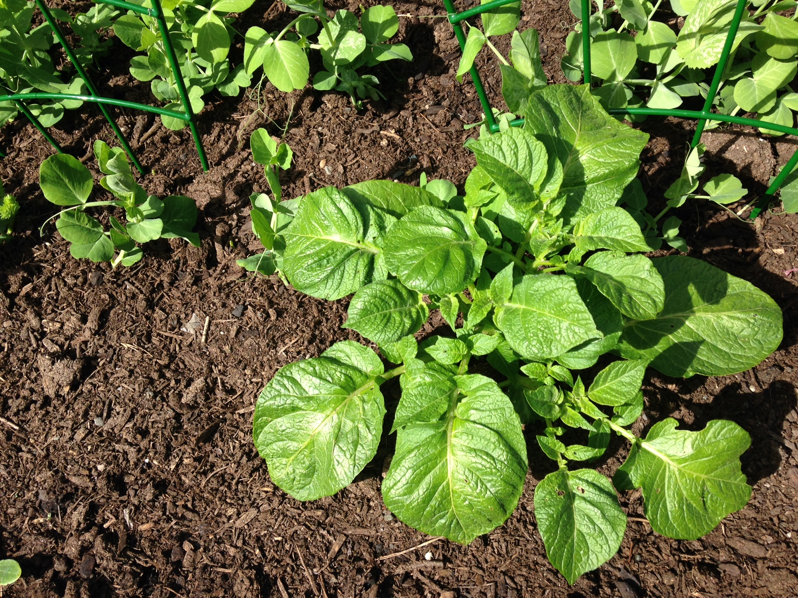 Rogue potatoes and bee transplants | kalegrower